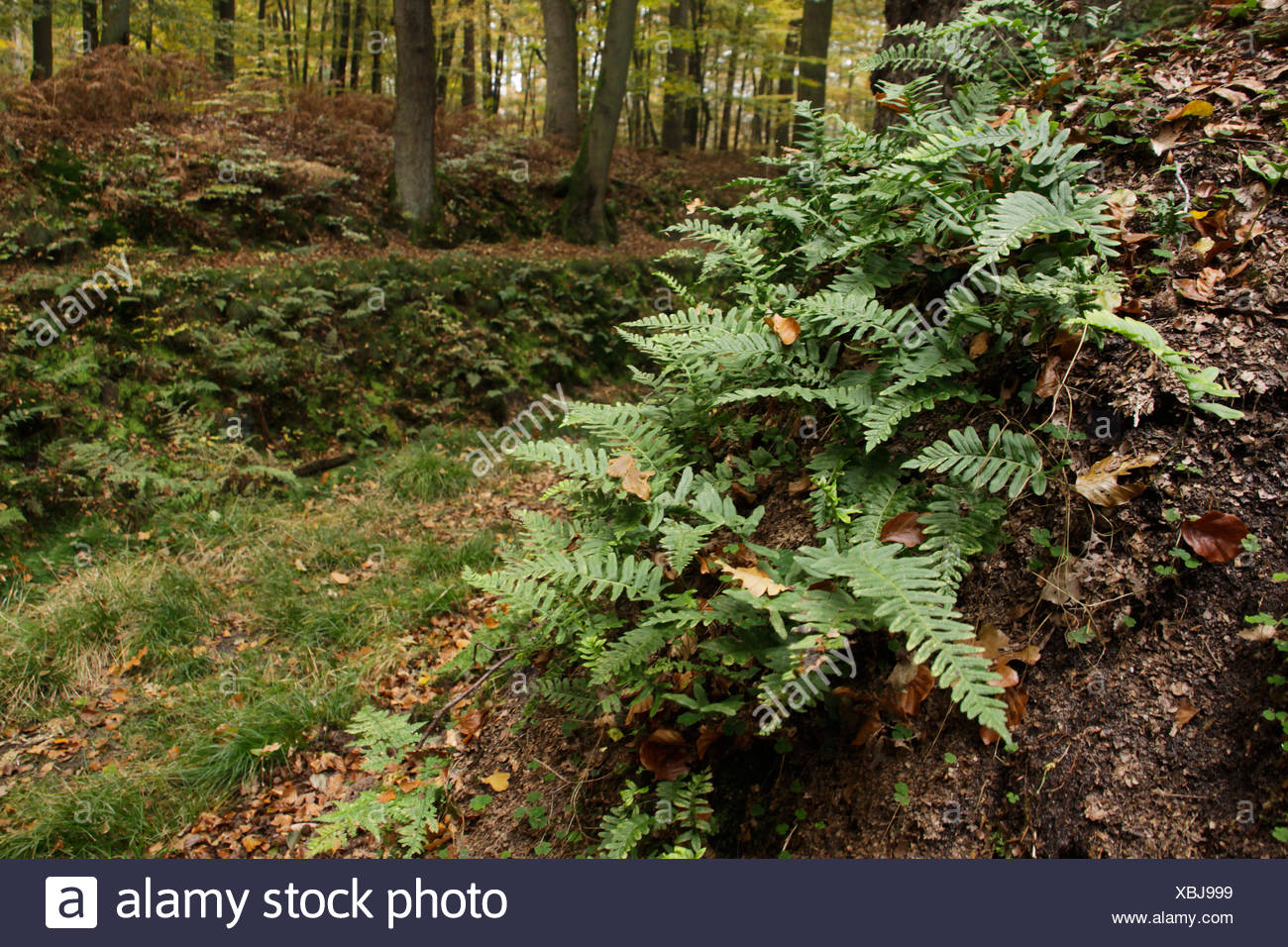Polypodium Vulgare Garden High Resolution Stock Photography and Images ...
