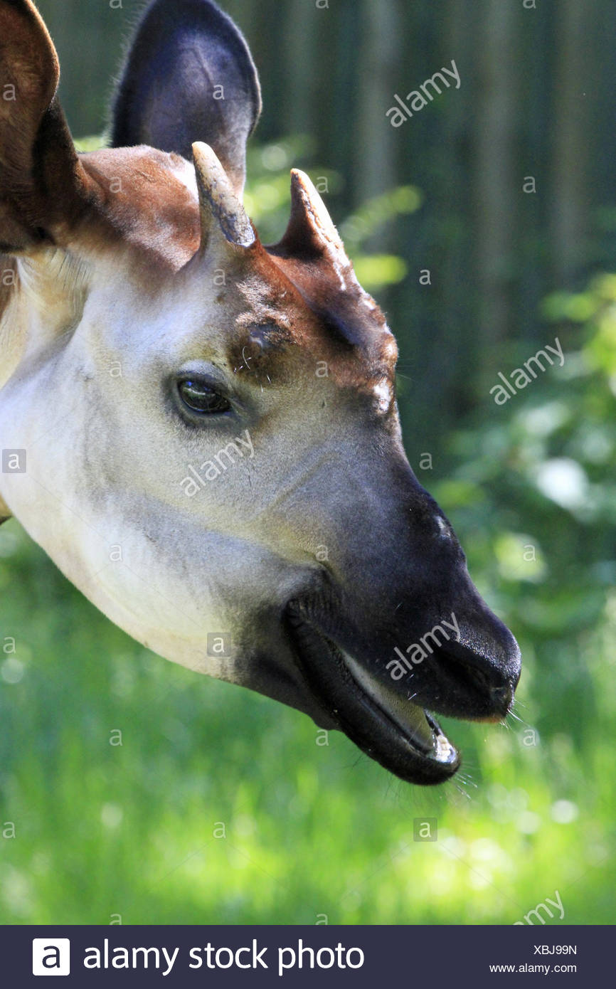 Okapi High Resolution Stock Photography and Images - Alamy