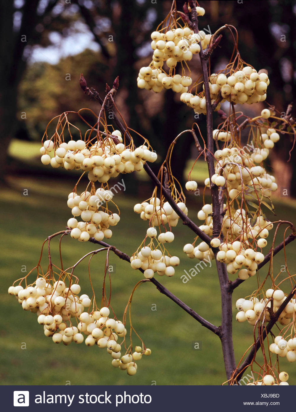 Sorbus White Berries High Resolution Stock Photography and Images - Alamy