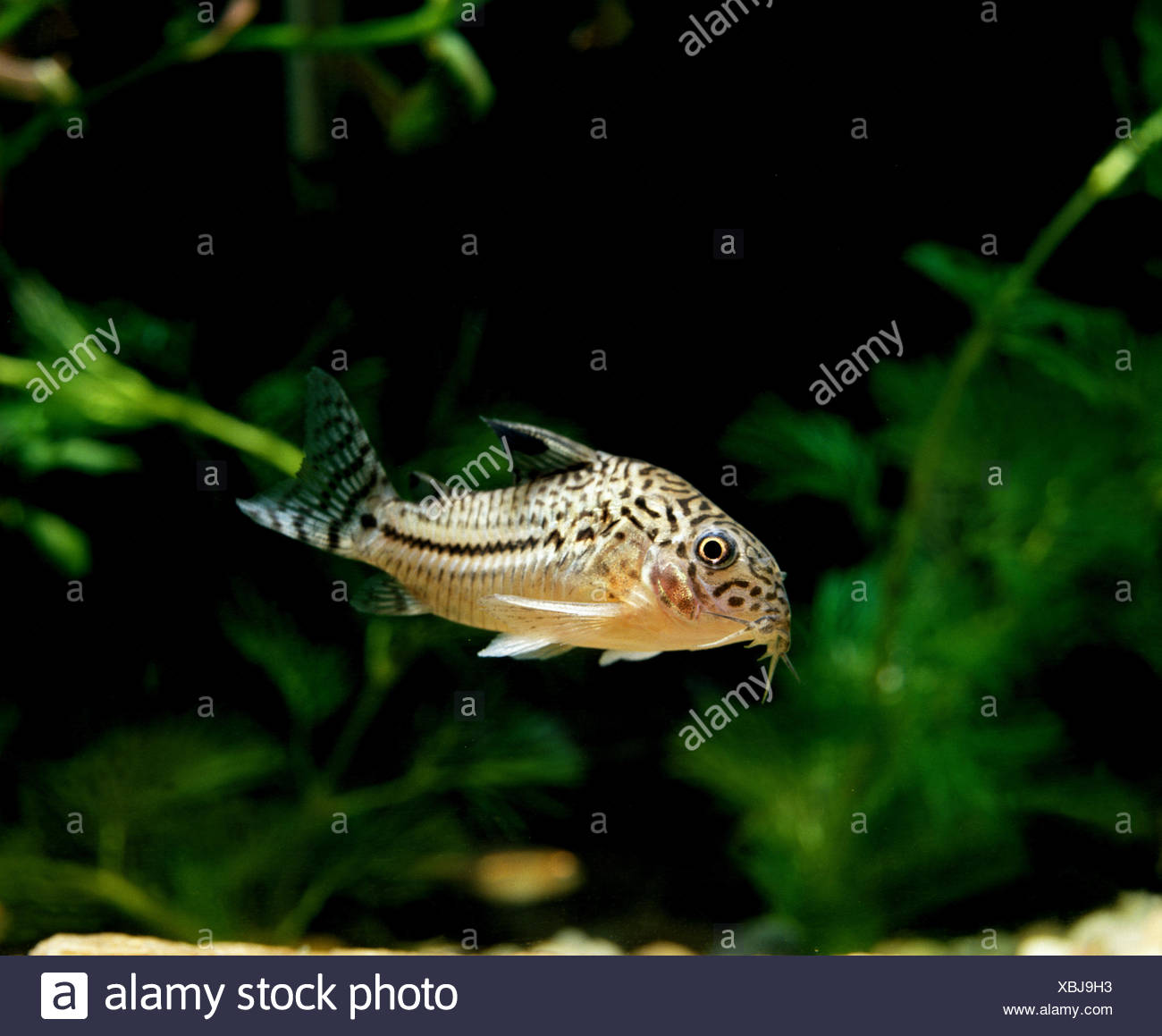 Corydoras High Resolution Stock Photography and Images - Alamy