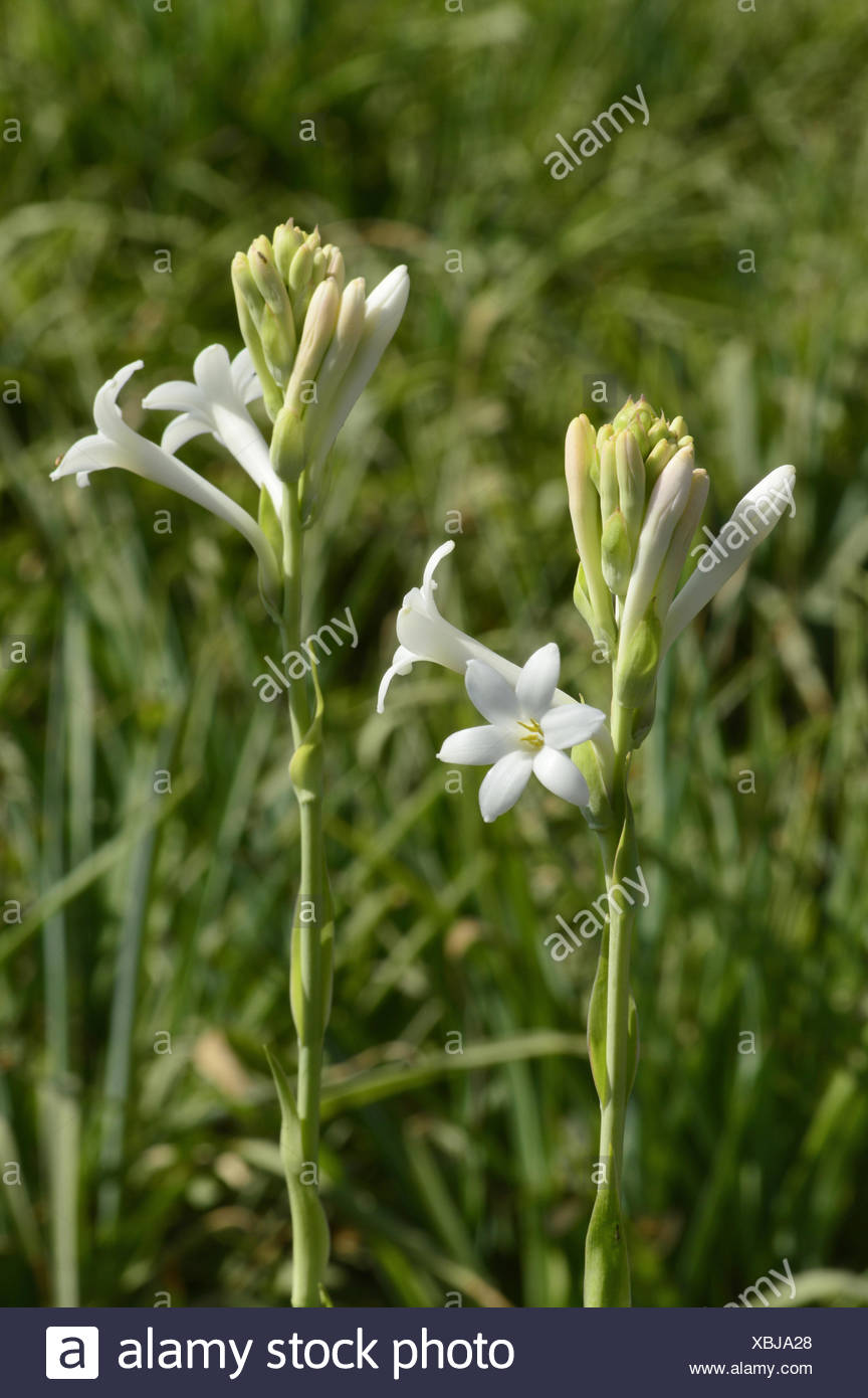 Ruellia Tuberosa High Resolution Stock Photography and Images - Alamy
