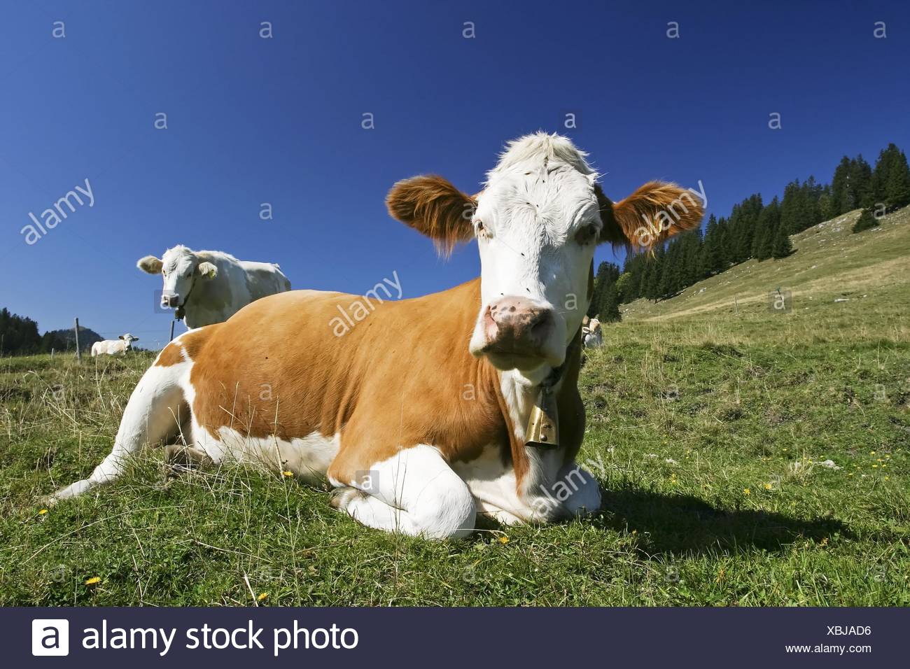 Simmental Breed Stock Photos & Simmental Breed Stock Images - Alamy