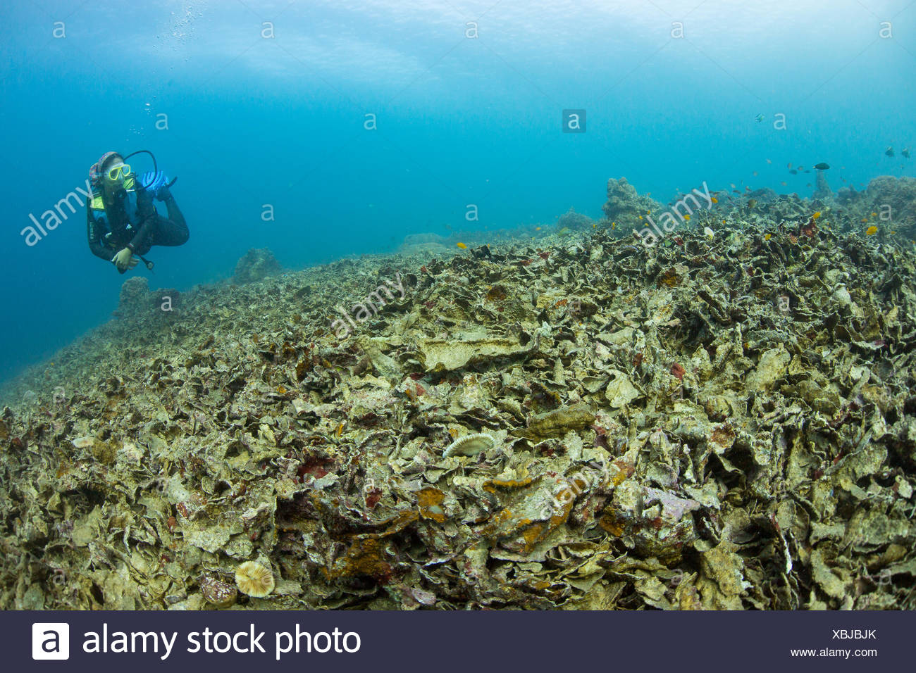 Damaged Coral Reef Stock Photos & Damaged Coral Reef Stock Images - Alamy