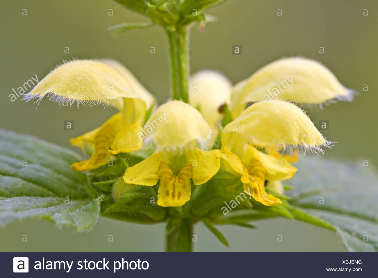 Yellow Dead Nettle Stock Photos & Yellow Dead Nettle Stock Images - Alamy