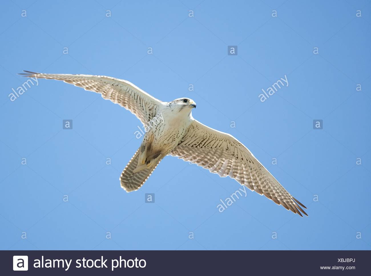 Gyrfalcon Flight High Resolution Stock Photography and Images - Alamy