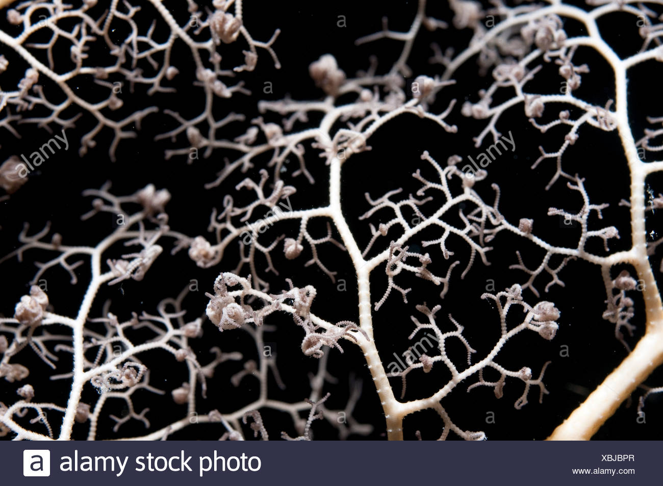 Sea Lily Crinoid High Resolution Stock Photography and Images - Alamy