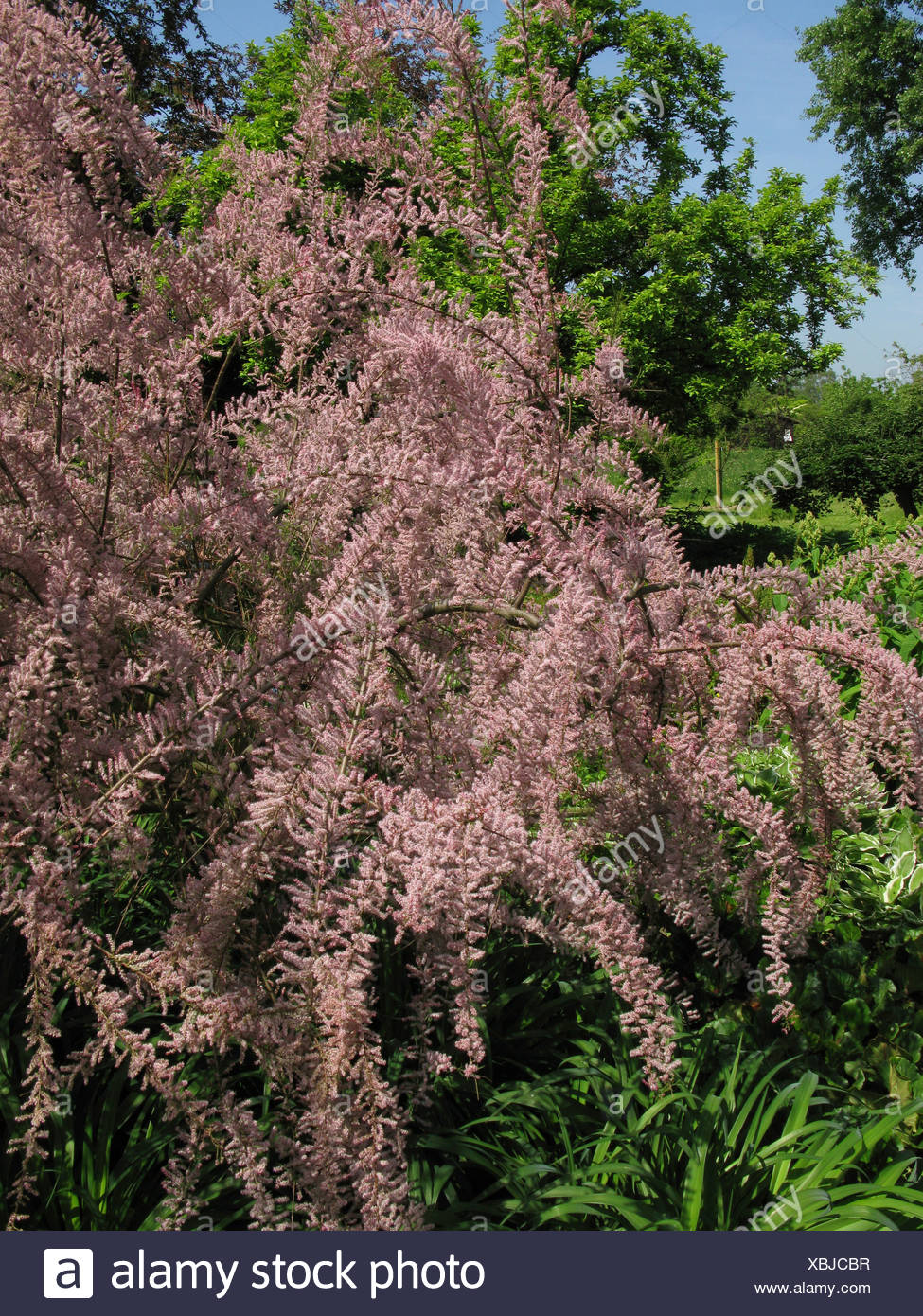 Tamarix Parviflora High Resolution Stock Photography and Images - Alamy