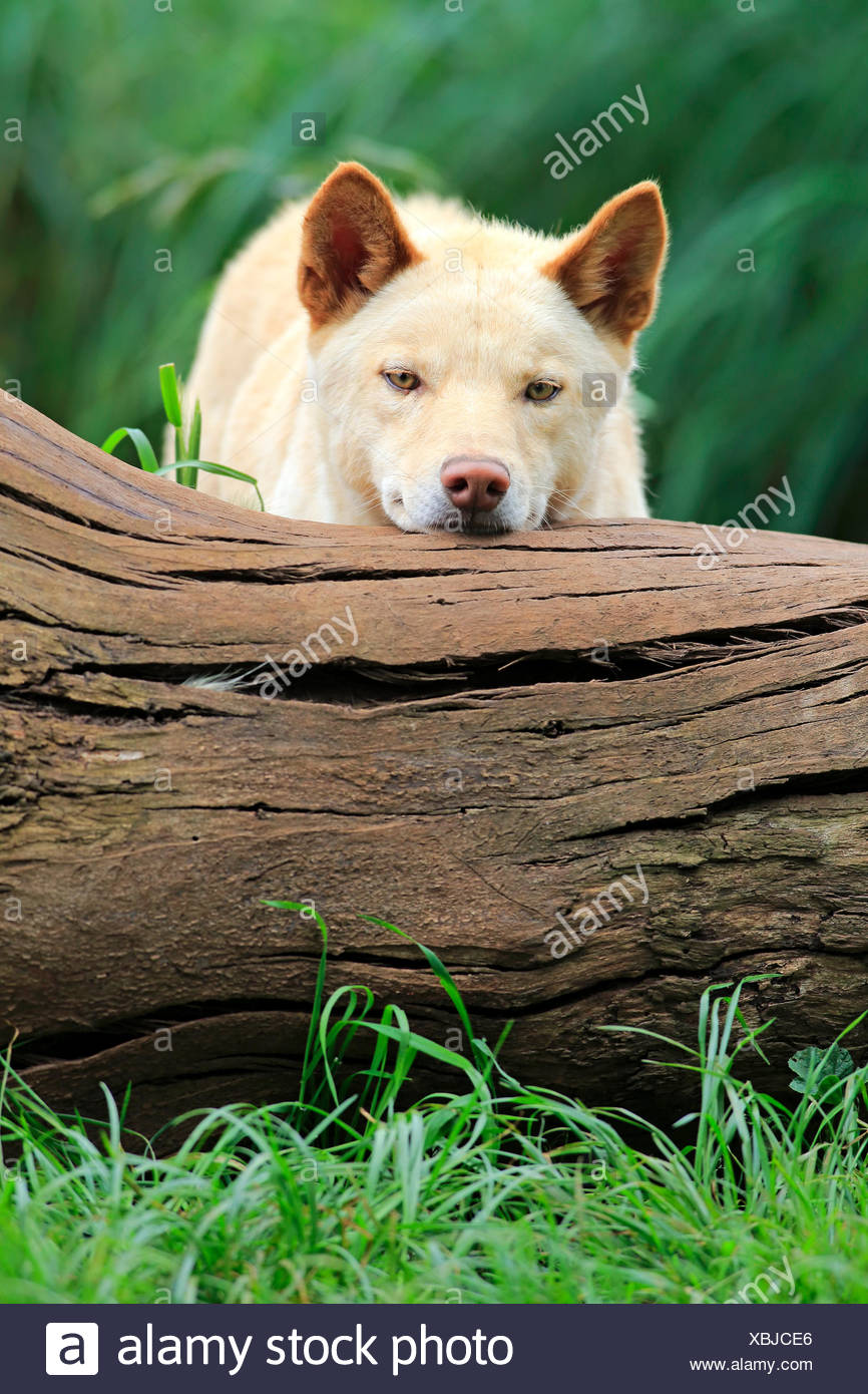 Dingo Portrait Australia High Resolution Stock Photography and Images ...