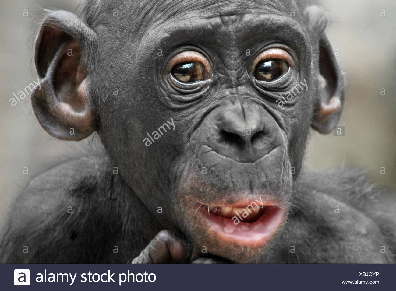 Pangi High Resolution Stock Photography and Images - Alamy