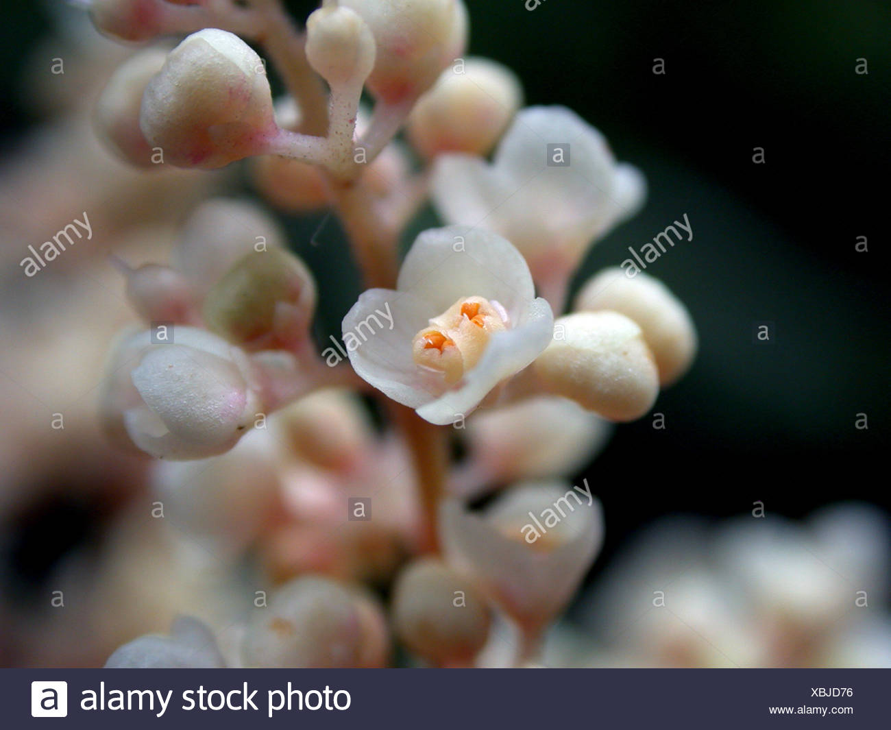 Meliosma Stock Photos & Meliosma Stock Images - Alamy