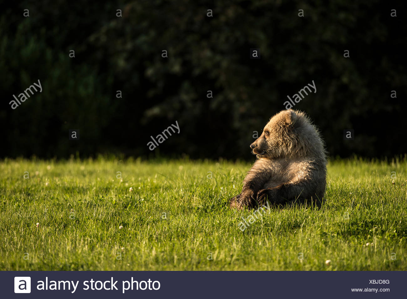 Bear Sitting Stock Photos & Bear Sitting Stock Images - Alamy