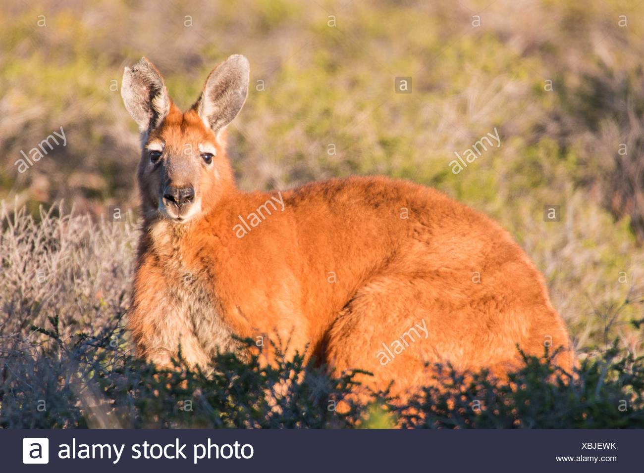 Kangaroo Eye High Resolution Stock Photography and Images - Alamy