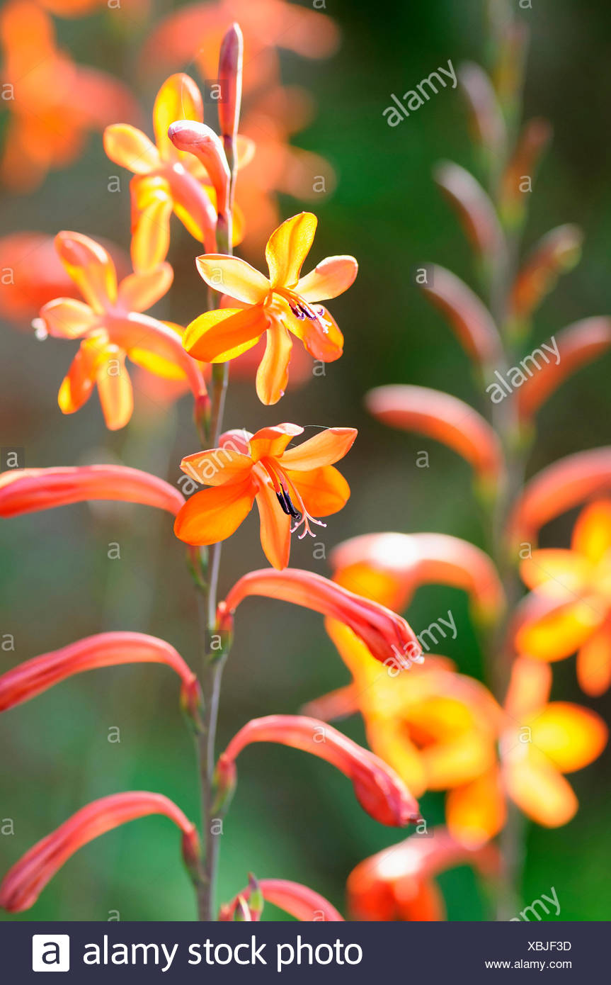 Scarlet Colour High Resolution Stock Photography and Images - Alamy