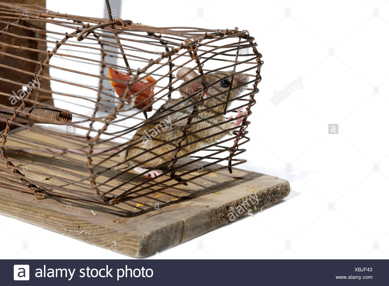 Live Mouse High Resolution Stock Photography and Images - Alamy