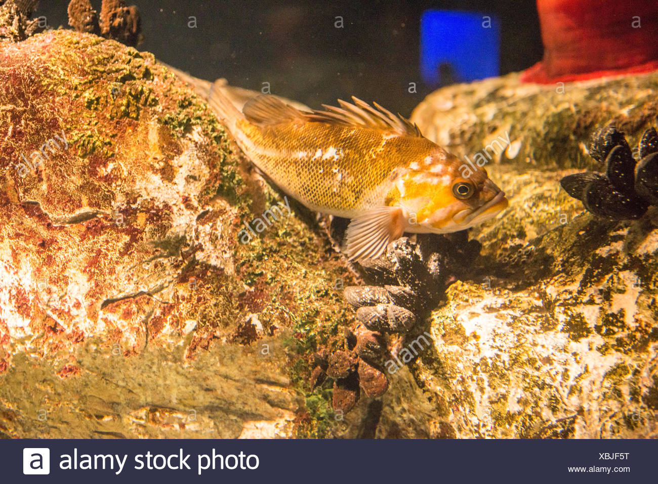 Dark Fish Tank High Resolution Stock Photography and Images - Alamy