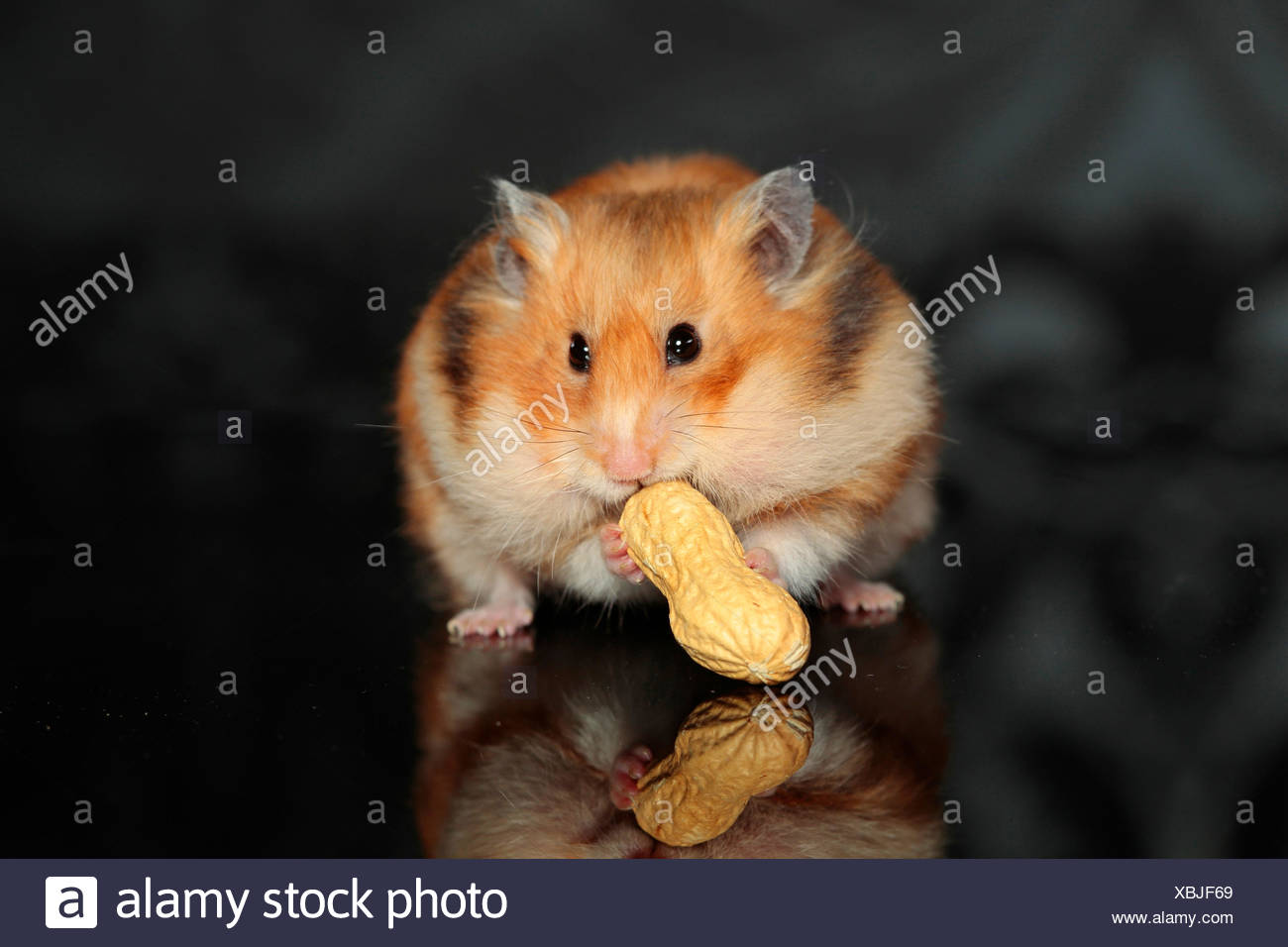 Golden Hamsters Stock Photos & Golden Hamsters Stock Images - Alamy