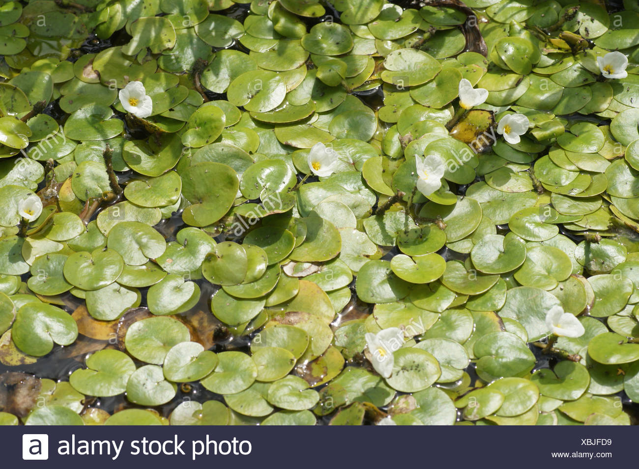 Frogbit Stock Photos & Frogbit Stock Images - Alamy