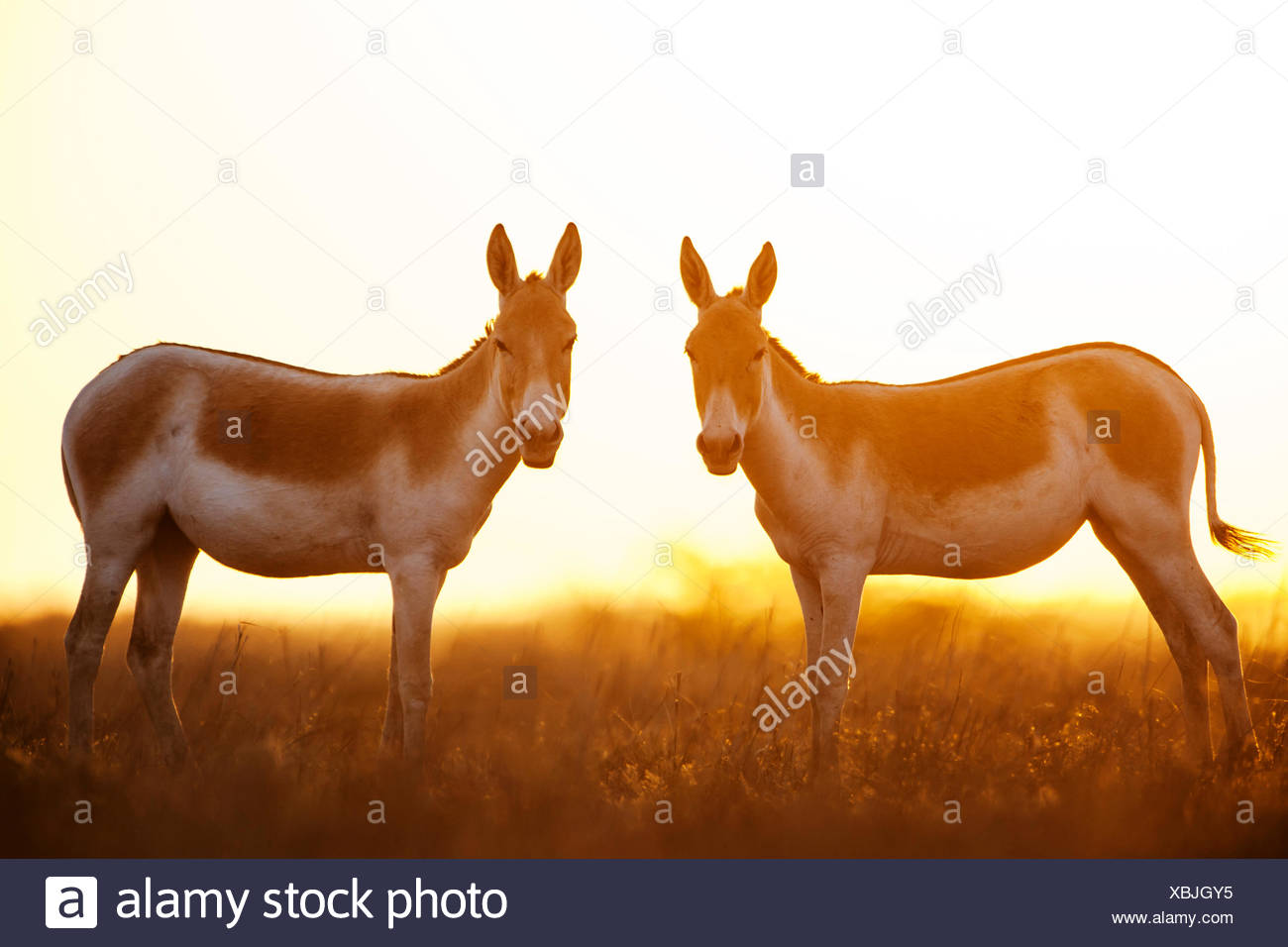 Asian Wild Donkey High Resolution Stock Photography and Images - Alamy