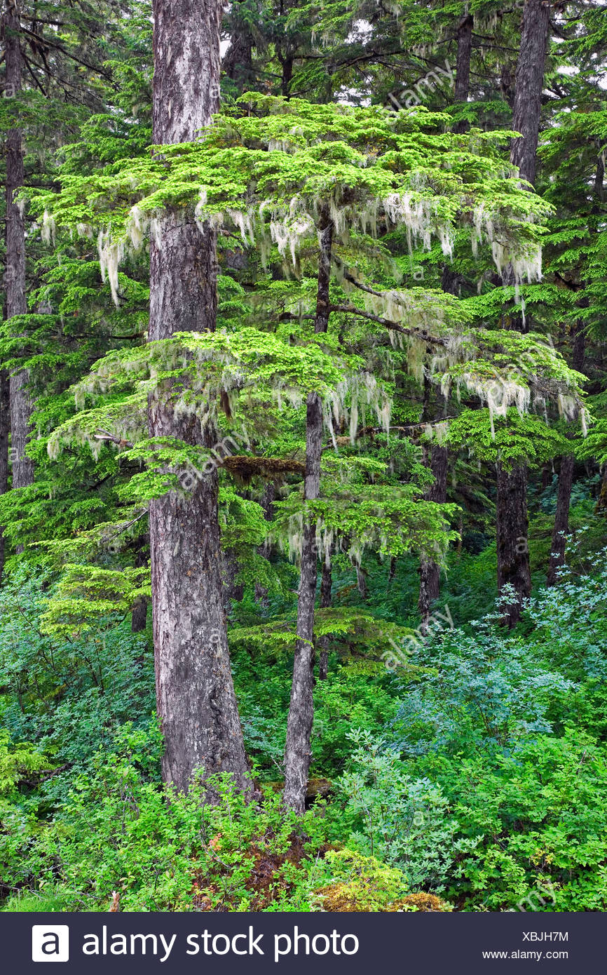 Western Hemlock Tsuga Heterophylla High Resolution Stock Photography ...