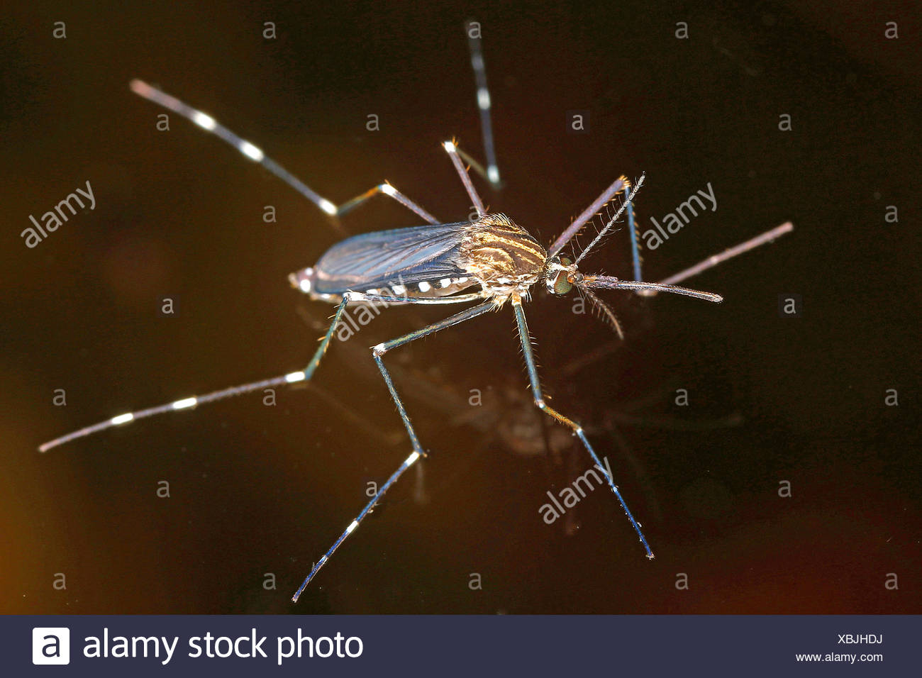 Asian Bush Stock Photos & Asian Bush Stock Images - Alamy
