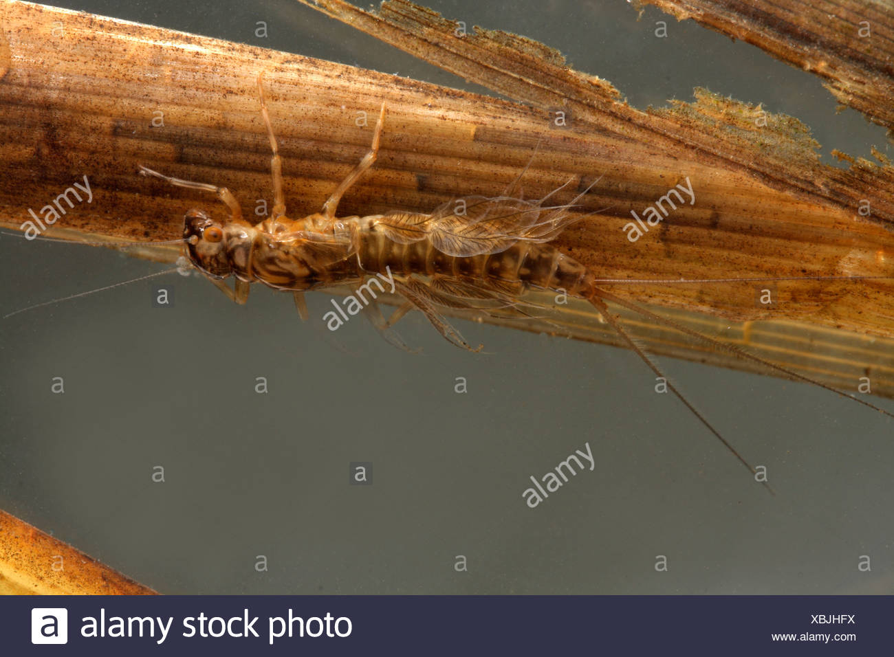 Mayfly Larva High Resolution Stock Photography and Images - Alamy