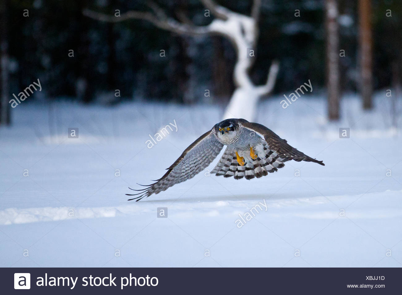 Goshawk Flying High Resolution Stock Photography and Images - Alamy
