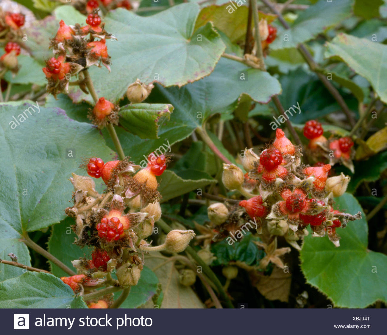 Irenaeus High Resolution Stock Photography and Images - Alamy