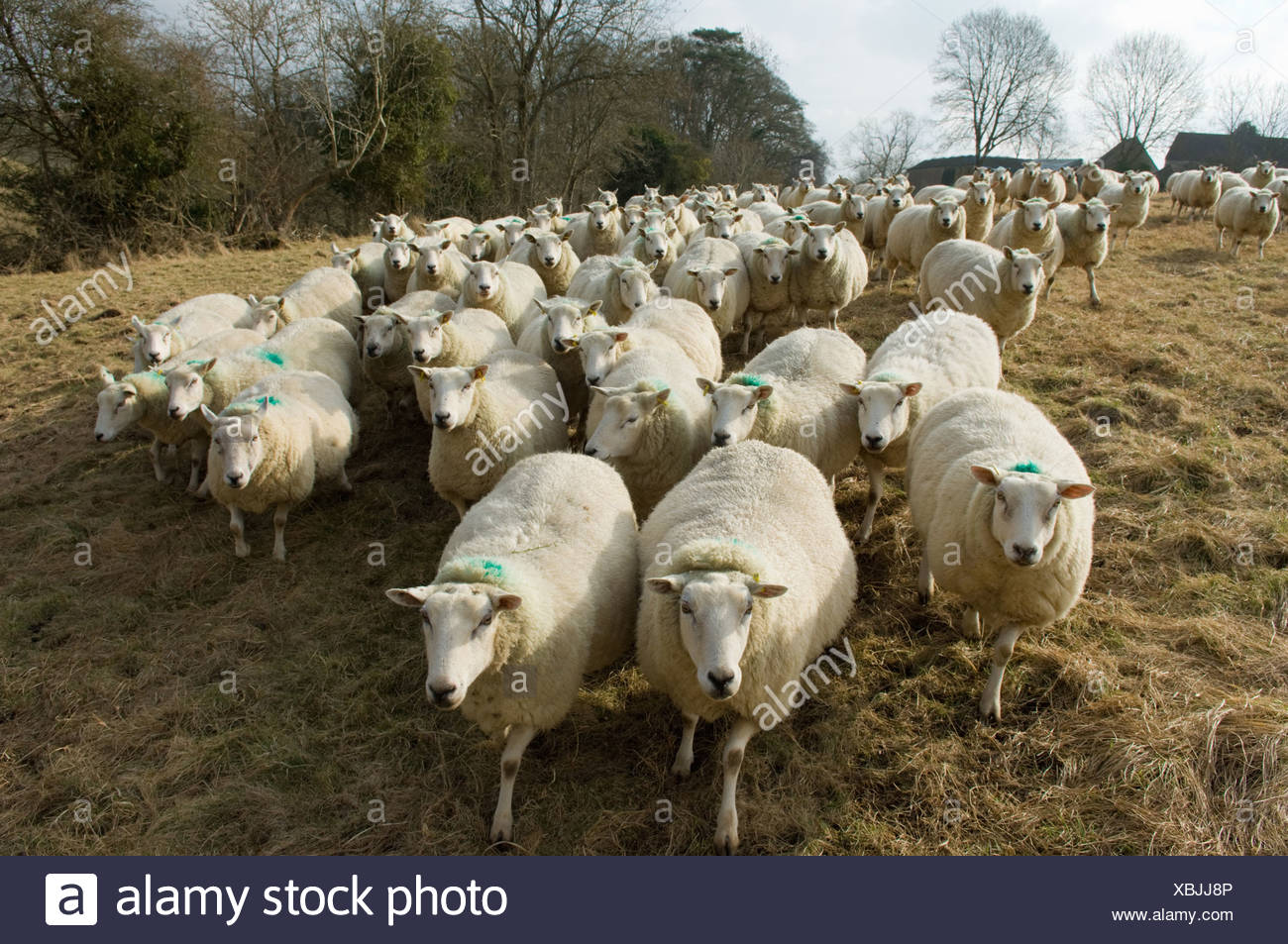 Following Sheep Stock Photos & Following Sheep Stock Images - Alamy