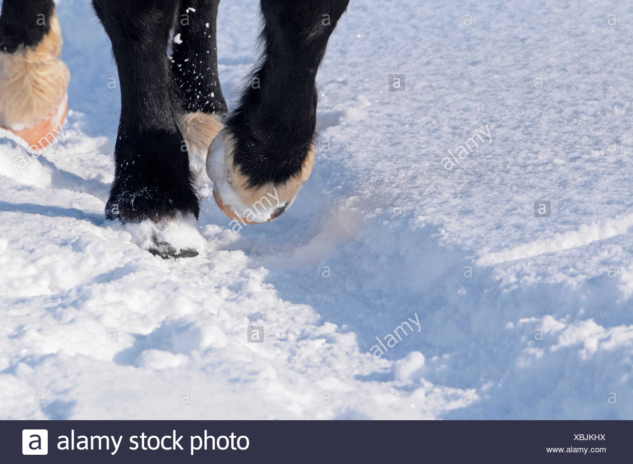 Noriker Heavy Draught High Resolution Stock Photography and Images - Alamy