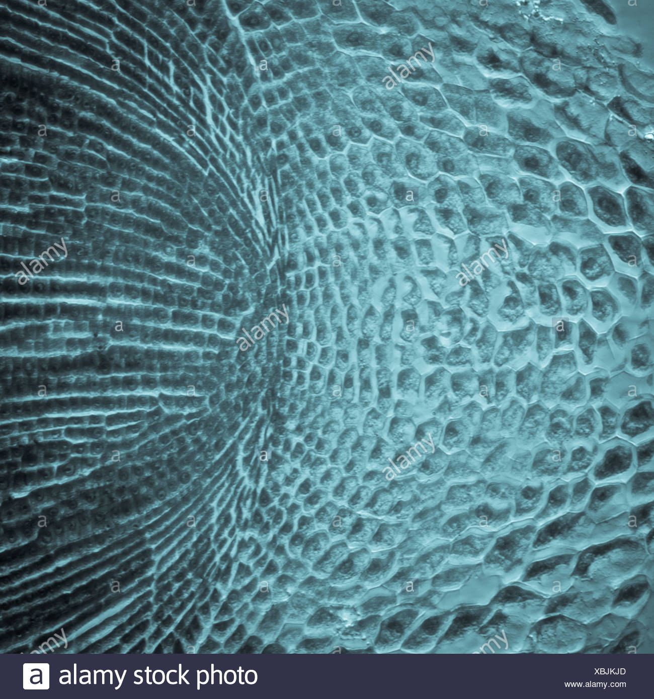 Plant Root Micrograph High Resolution Stock Photography and Images - Alamy