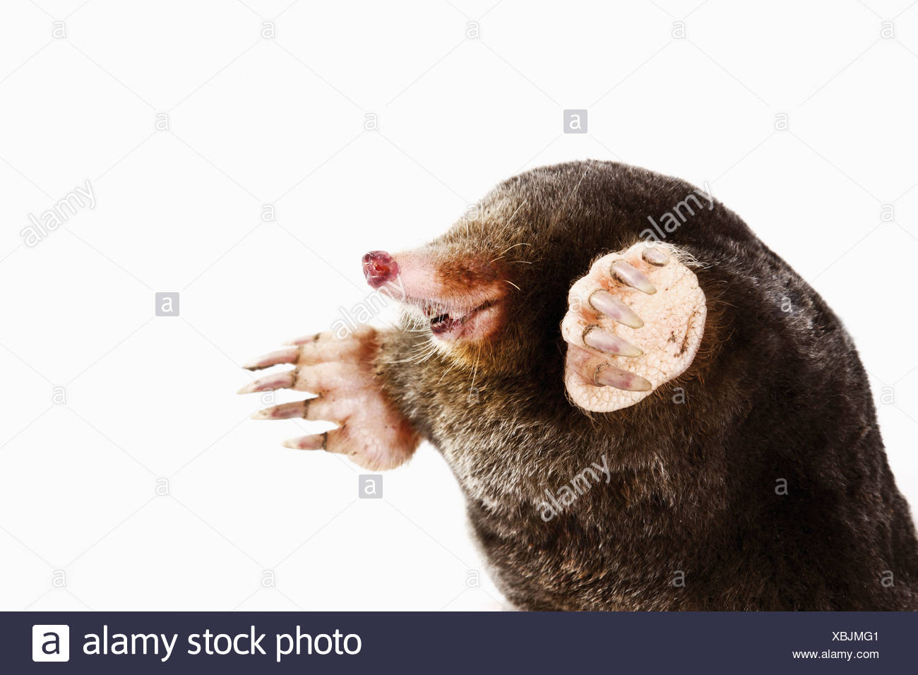 European Mole High Resolution Stock Photography and Images - Alamy