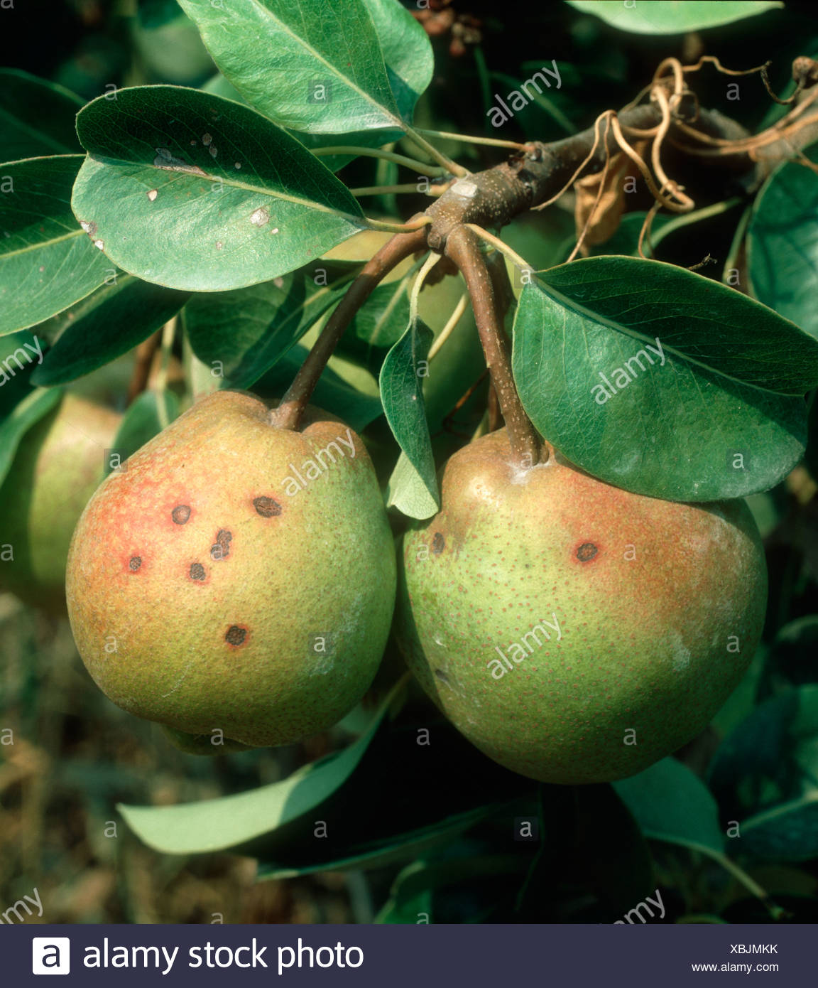 Alternaria Alternata High Resolution Stock Photography and Images - Alamy