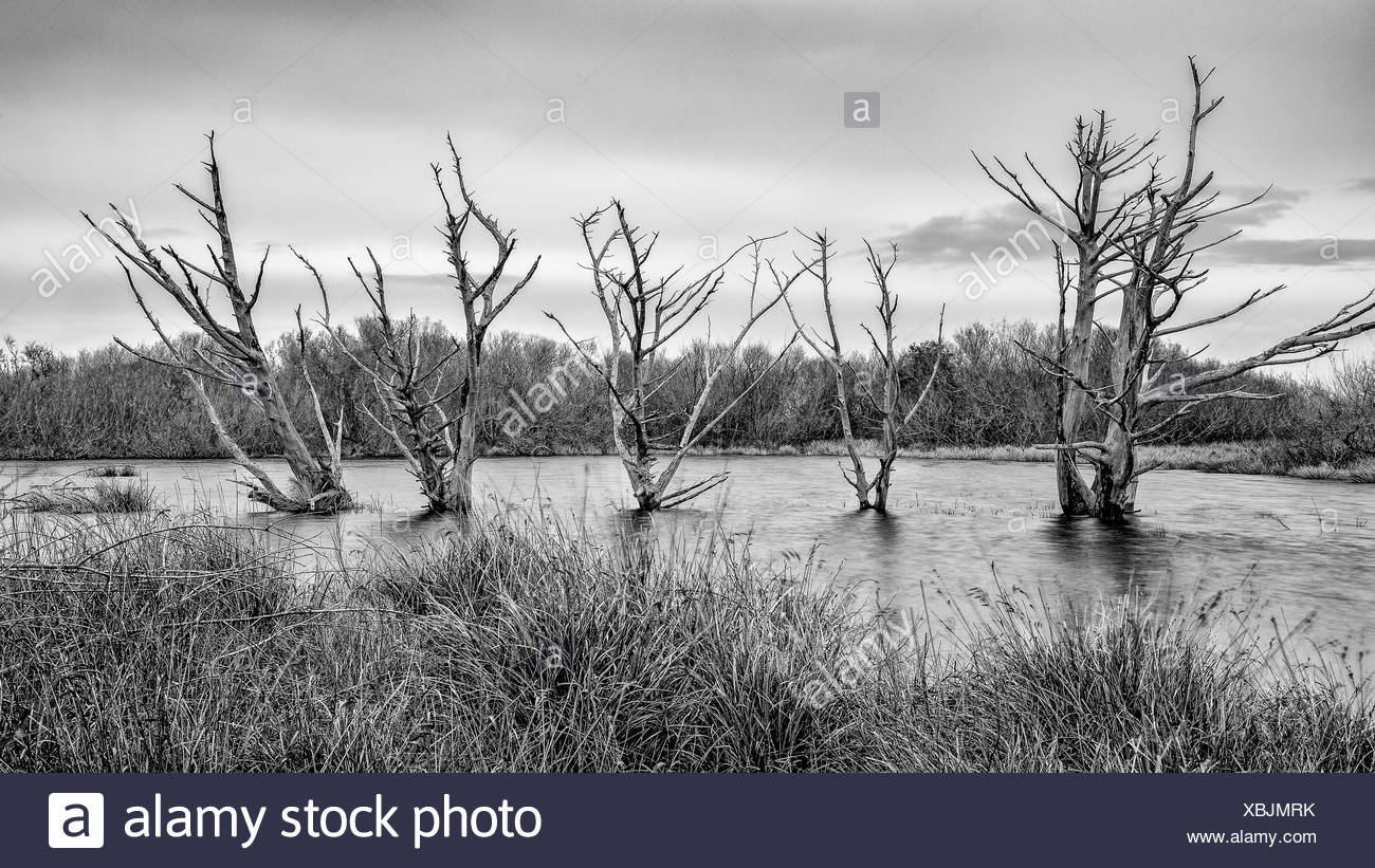 Dead Tree Reflection In Water High Resolution Stock Photography and ...