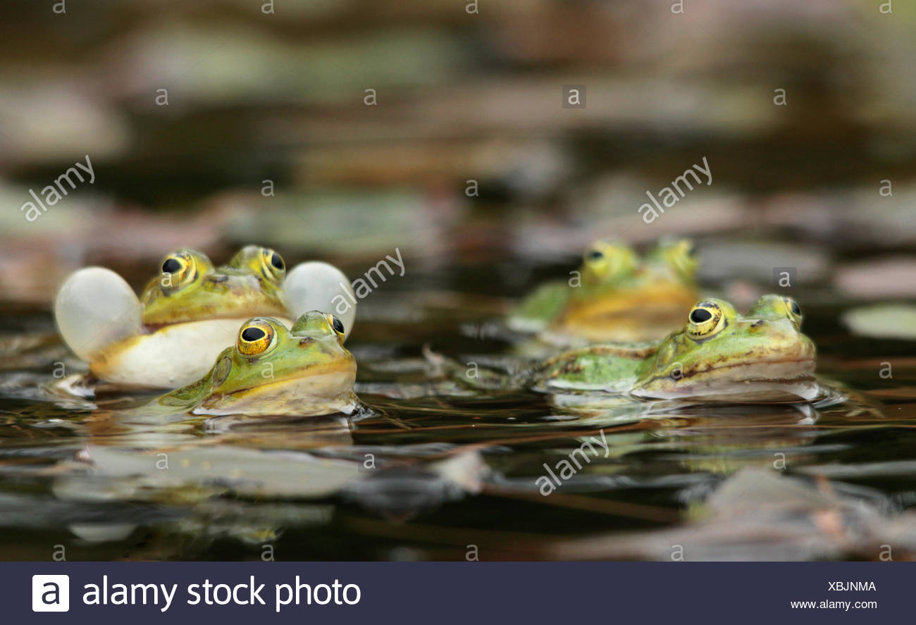 Mating Edible Frogs High Resolution Stock Photography and Images - Alamy
