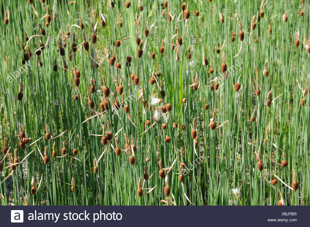 Dwarf Bulrush High Resolution Stock Photography and Images - Alamy