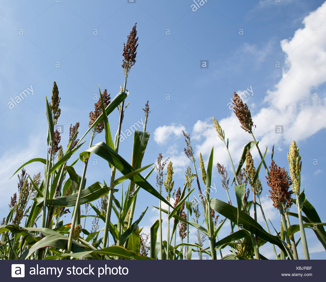 Sorghum Plants High Resolution Stock Photography and Images - Alamy