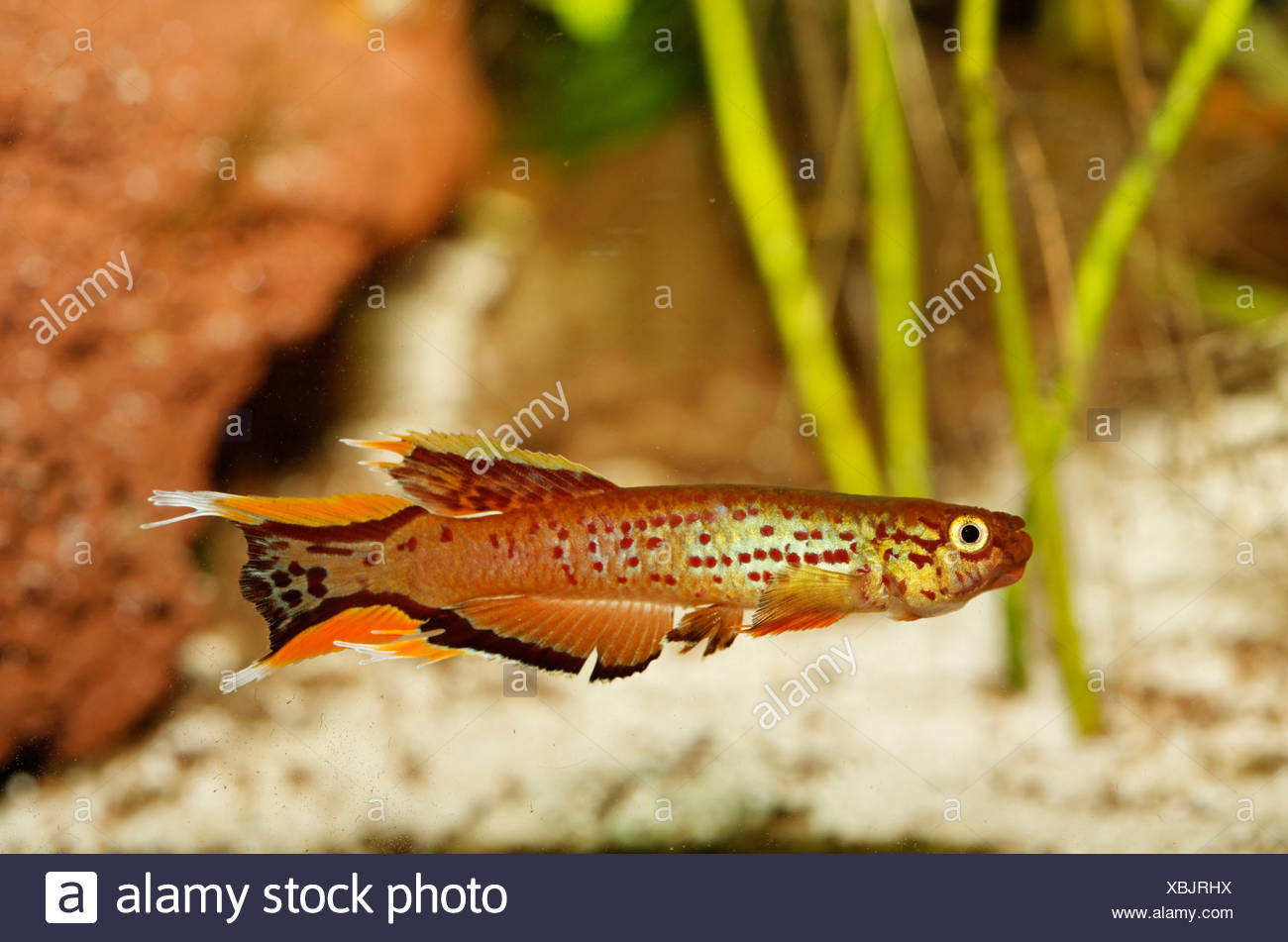 Kap Lopez High Resolution Stock Photography and Images - Alamy