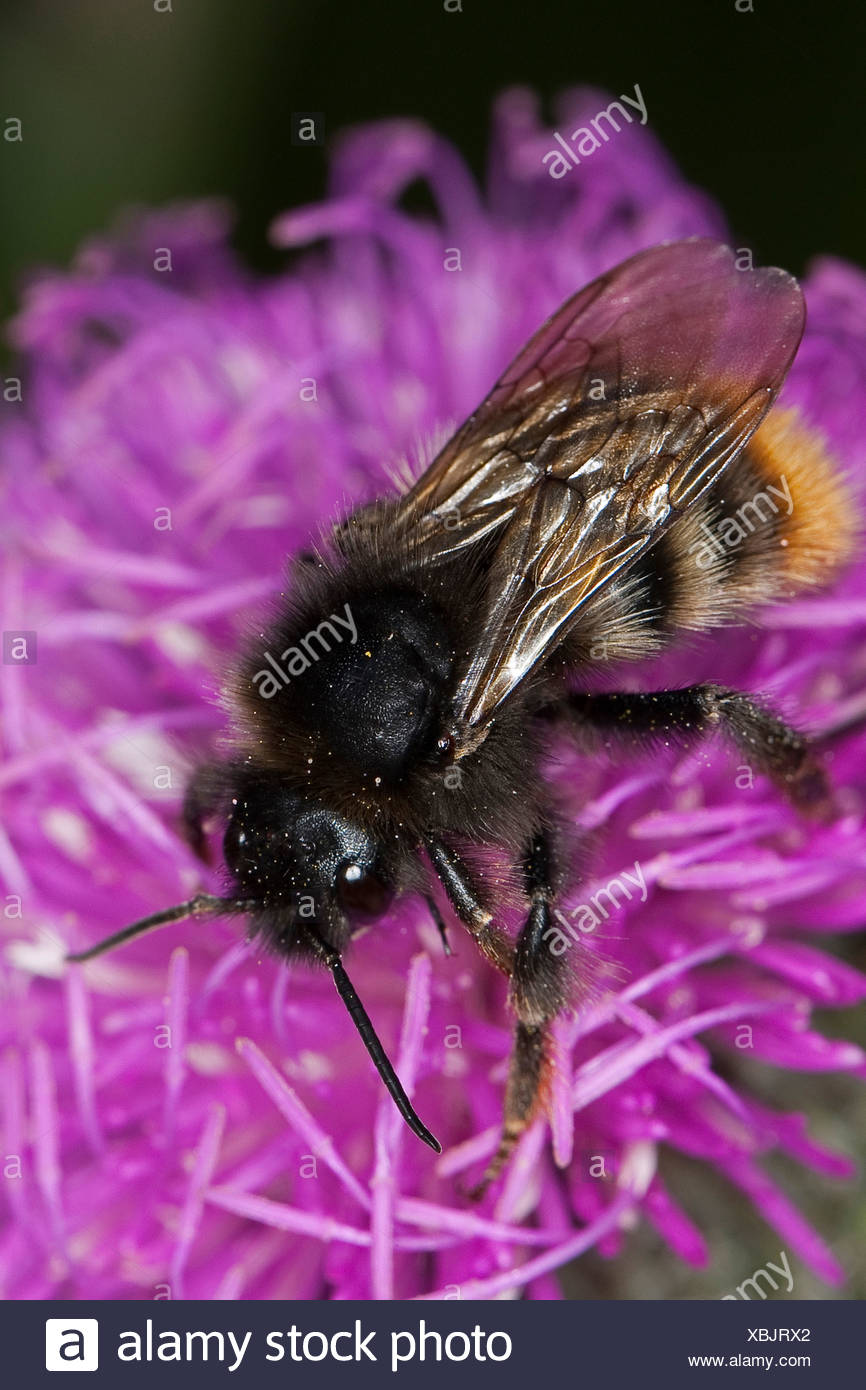 Bombus Rupestris High Resolution Stock Photography and Images - Alamy