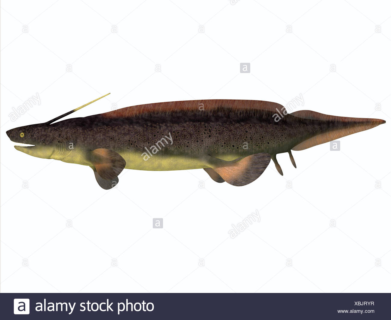 Xenacanthus High Resolution Stock Photography and Images - Alamy