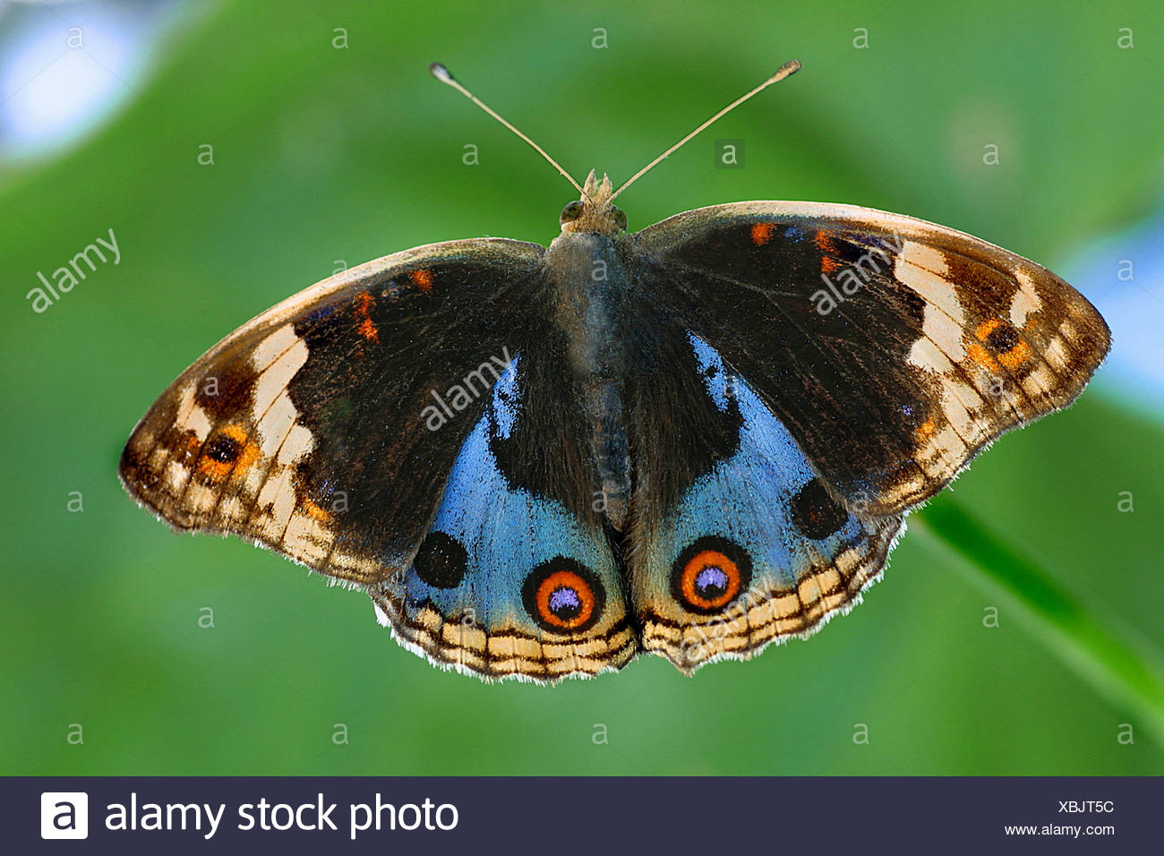 Insects Of Asia High Resolution Stock Photography and Images - Alamy