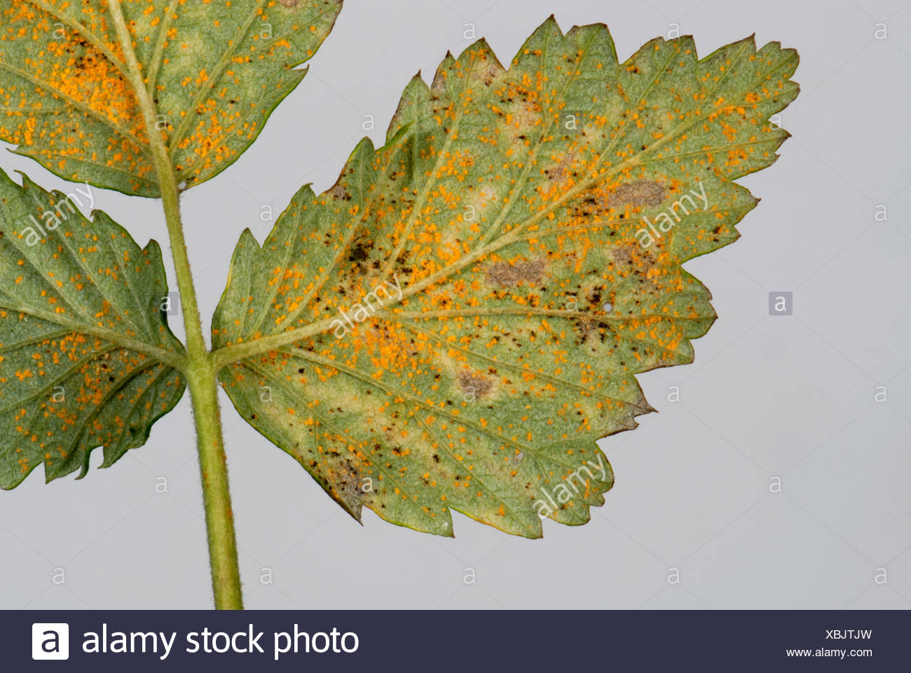 Phragmidium Stock Photos & Phragmidium Stock Images - Alamy