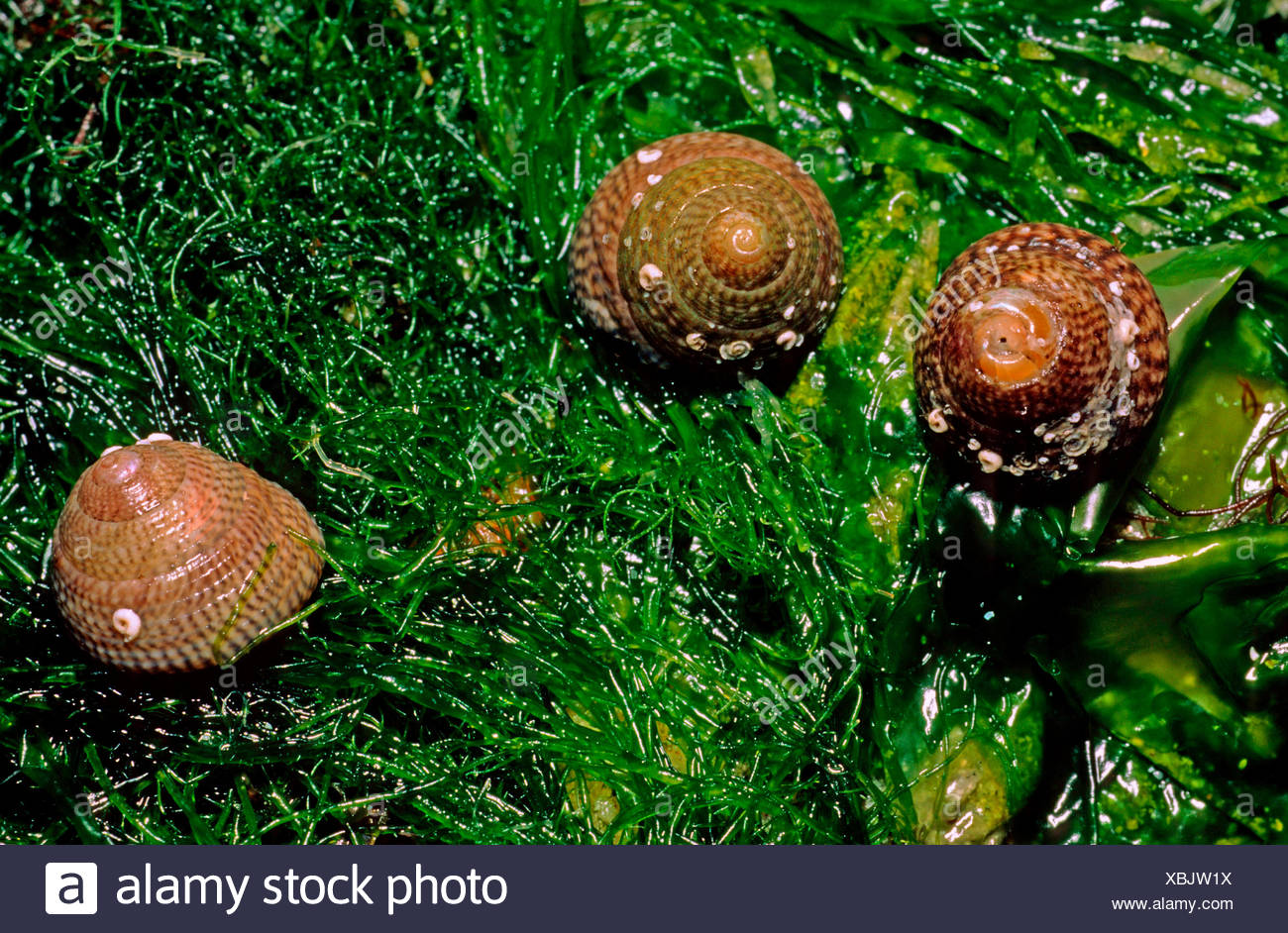 Topsnail High Resolution Stock Photography and Images - Alamy