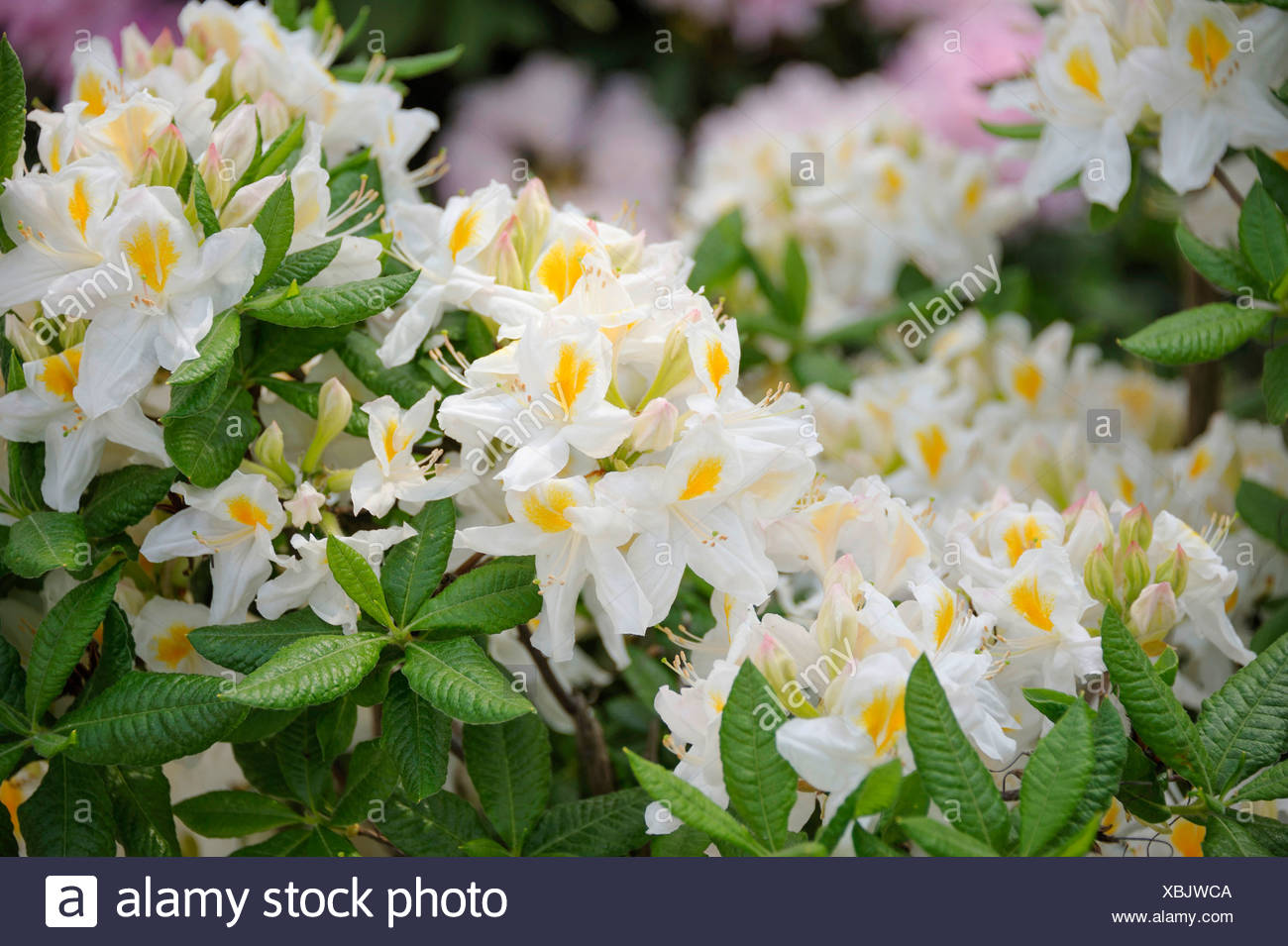 Hardy Azalea High Resolution Stock Photography and Images - Alamy