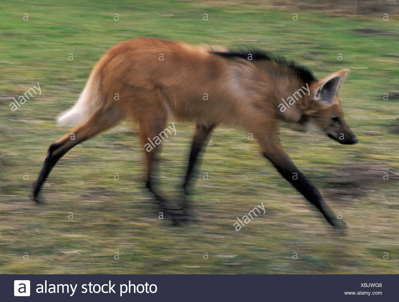 Maned Wolf Argentina Stock Photos & Maned Wolf Argentina Stock Images ...