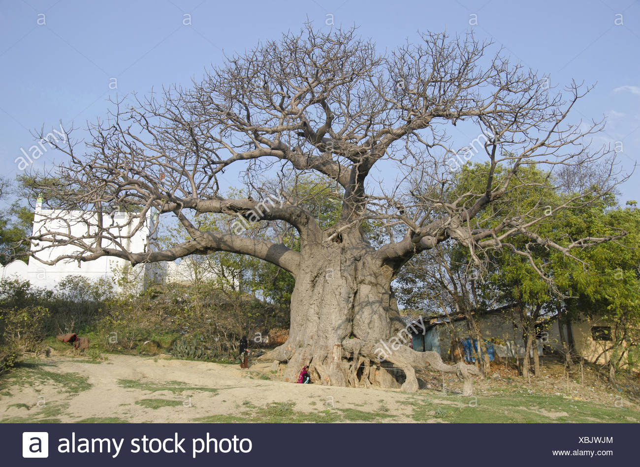 Baobab Tree Trunk Stock Photos & Baobab Tree Trunk Stock Images - Alamy