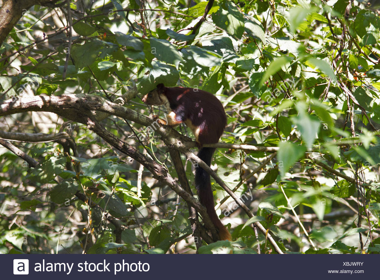 The Indian Giant Squirrel High Resolution Stock Photography and Images ...