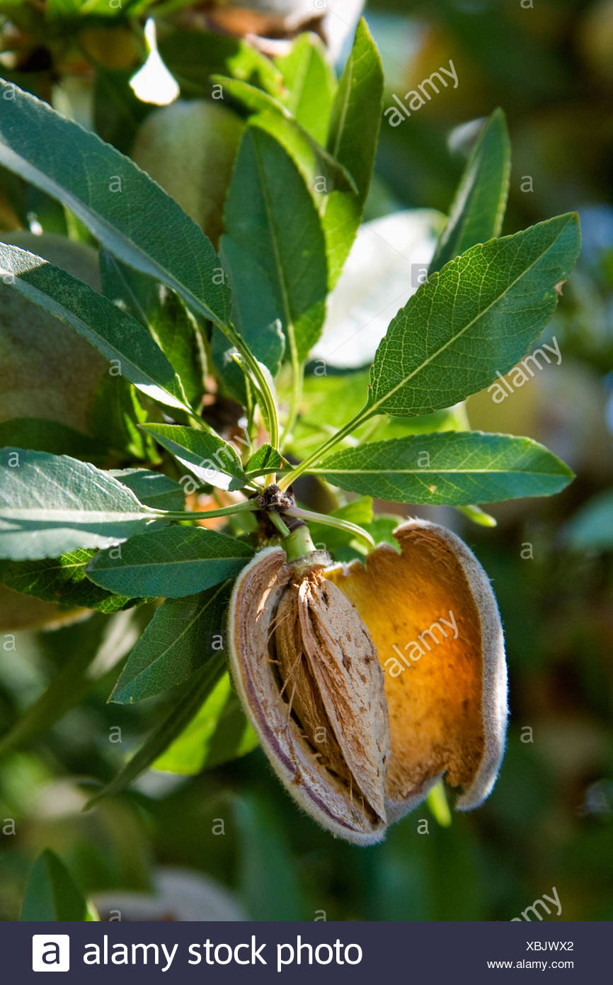 Almond Grove California Stock Photos & Almond Grove California Stock ...