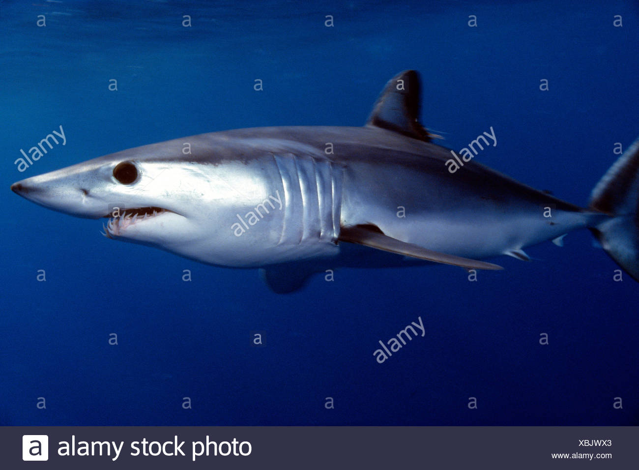 Shortfin Mako Sharks High Resolution Stock Photography and Images - Alamy