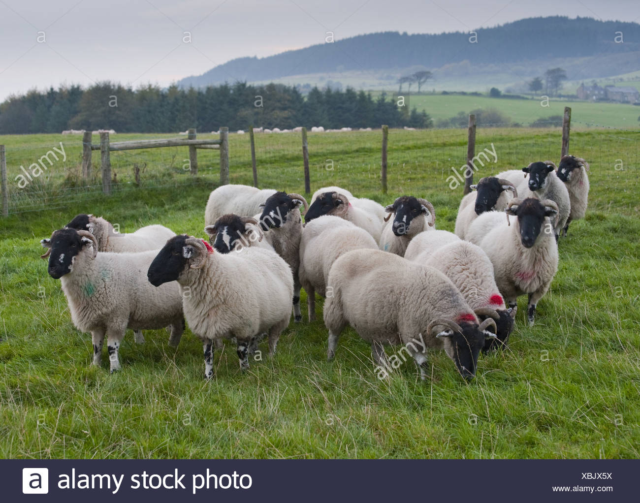 Lonk Sheep Stock Photos & Lonk Sheep Stock Images - Alamy