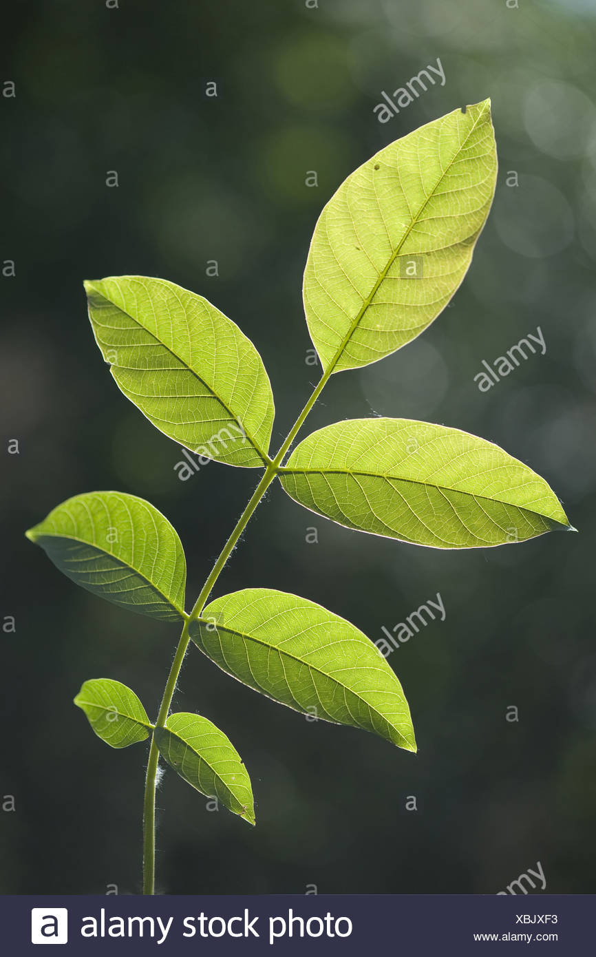 Common Walnut High Resolution Stock Photography and Images - Alamy